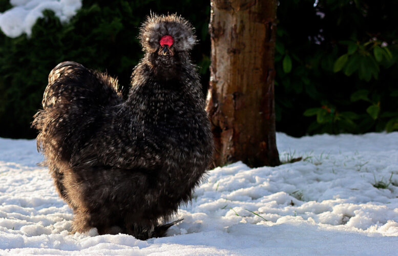 Tend to Chicken Frostbite and Other Winter Chicken Troubles - Grit